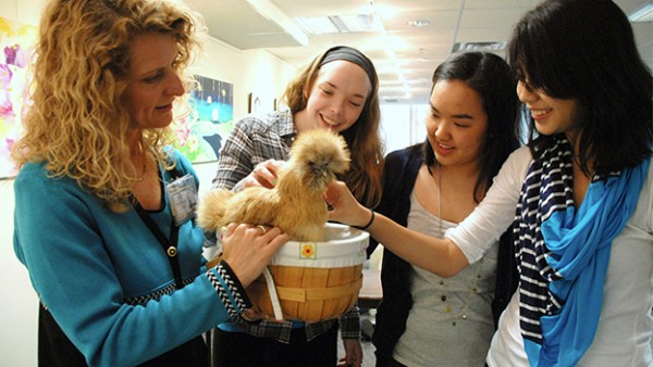 Animals In Healthcare
